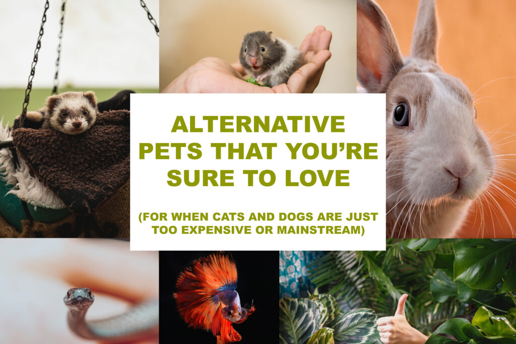 Alternative Pets That You're Sure To Love | Net Pay Advance